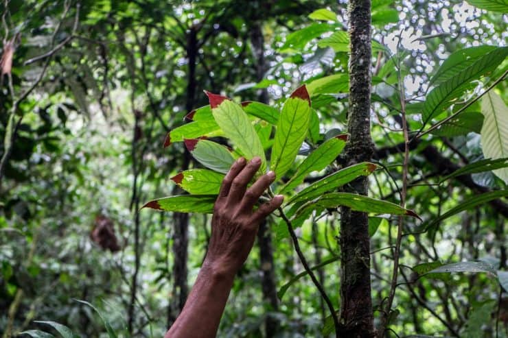 Guía de la selva amazónica de Ecuador para una aventura inolvidable en ...
