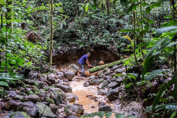 Guía De La Selva Amazónica De Ecuador Para Una Aventura Inolvidable En