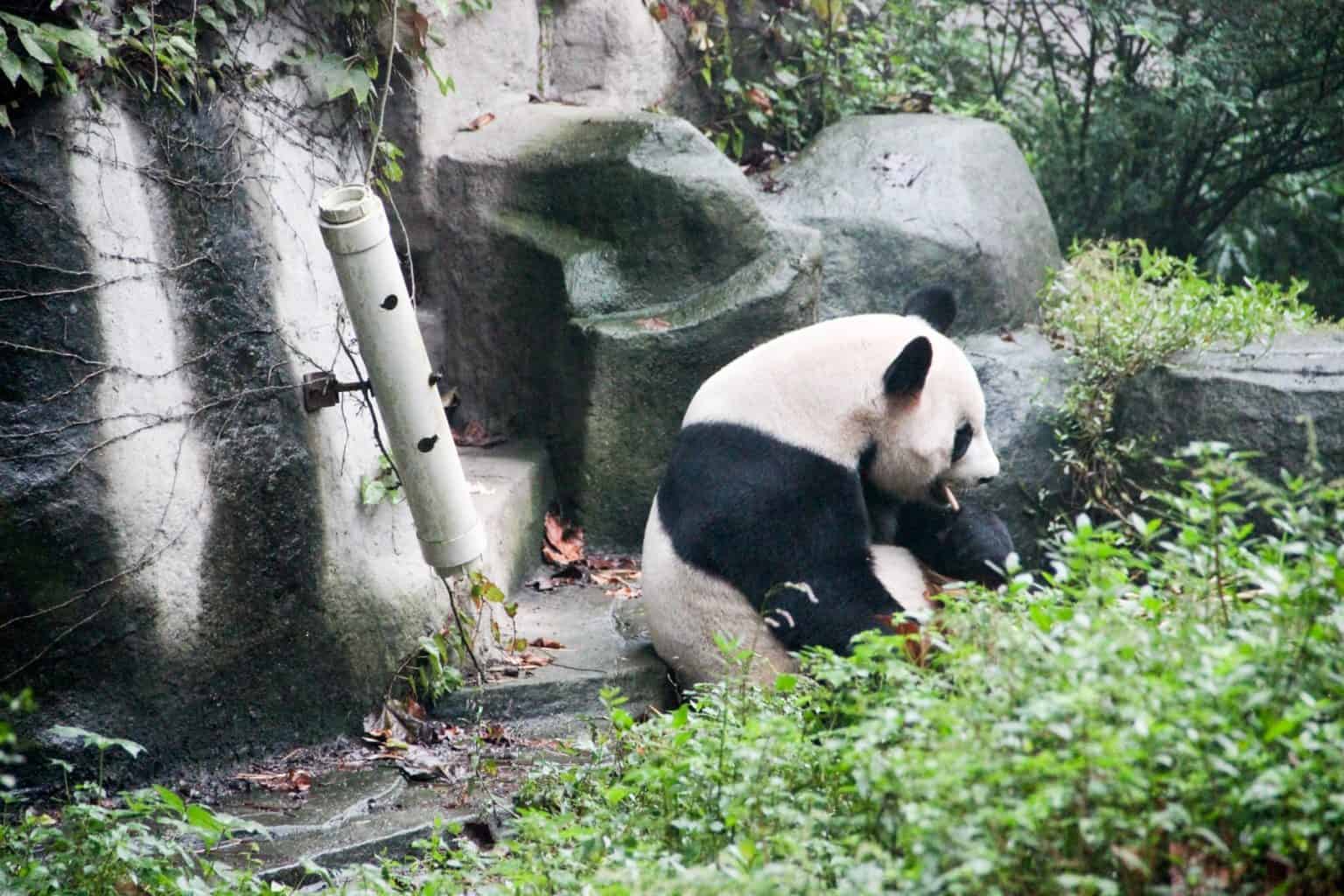 Taking a Chengdu Panda Tour: China’s Cutest Tourist Attraction