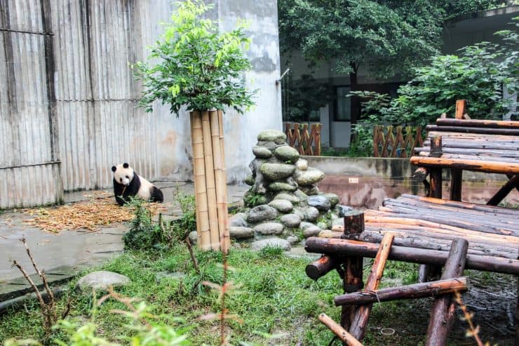 Taking a Chengdu Panda Tour: China’s Cutest Tourist Attraction
